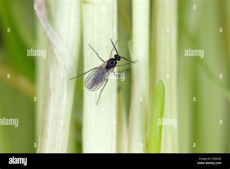 Adult Of Dark Winged Fungus Gnat Sciaridae On The Soil These Are