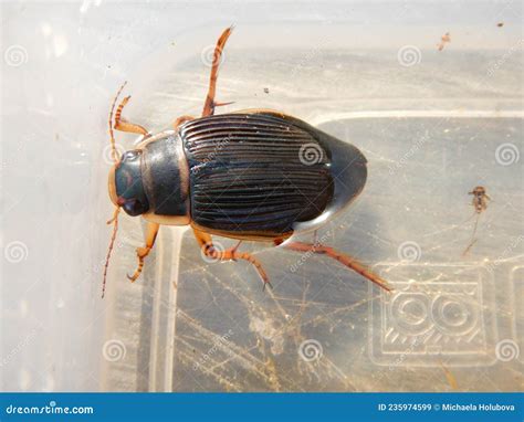 Great Diving Beetle Predatory Bug Of Freshwater Environment Stock Image