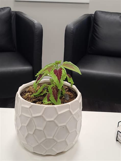 Coleus Root Rot Removed Root And Repotted Will It Survive R