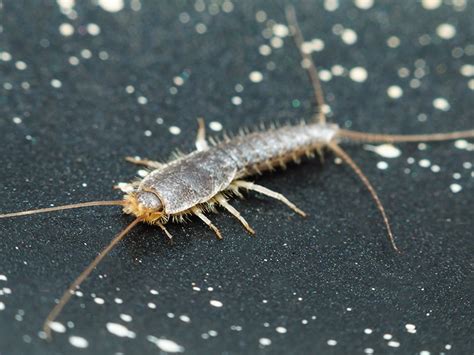 Silverfish Infestation Silverfish What Is This Bug In My Bathroom