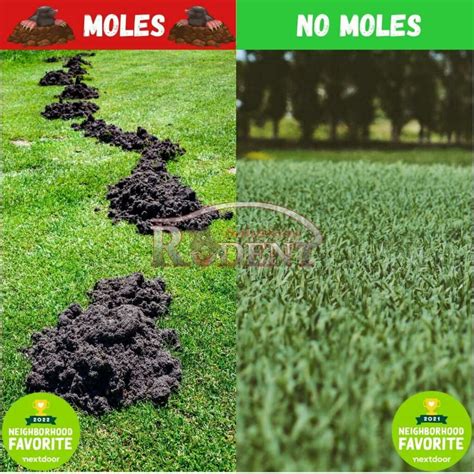 Mole Pest Control Rodent Solutions Inc