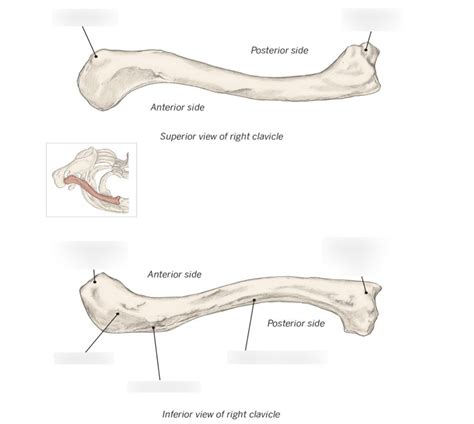 Clavicle Diagram Quizlet