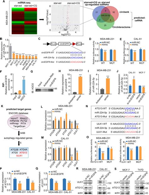 Novel Exosomal Circegfr Facilitates Triple Negative Breast Cancer Autophagy Via Promoting Tfeb
