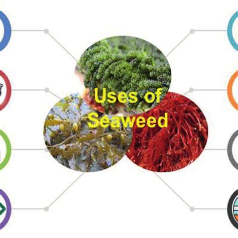 Diversified Uses Of Seaweeds Download Scientific Diagram