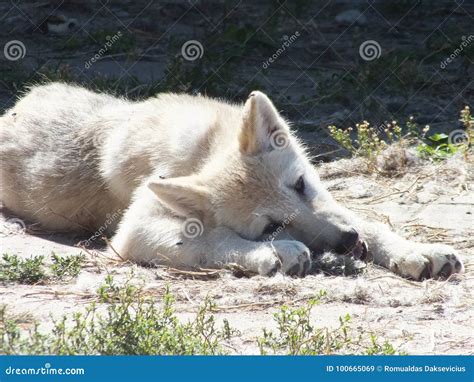 White Small Wolf Stock Image Image Of Little Beautiful 100665069