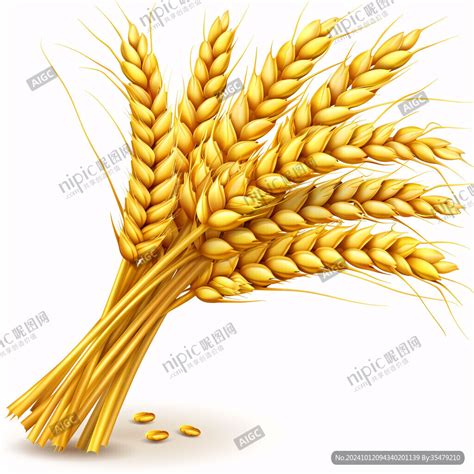 Ai创作图金色大麦麦穗插画 金色麦子插画 金色大麦插画 麦穗稻穗收割小麦 金色麦穗插画 高清小麦插图 稻子小麦插画 卡通稻穗麦子图标 粮食丰收金色麦穗 麦粒插画 水稻小麦插画 大麦插画 小麦图