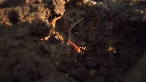 Worm In The Middle Of Manure 50600862 Stock Video At Vecteezy