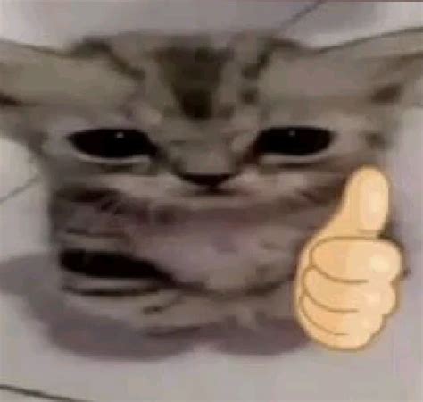 Gato Joinha Fotos De Gatos Engraçados Gatos Engraçados Fotos De Animais Engraçados