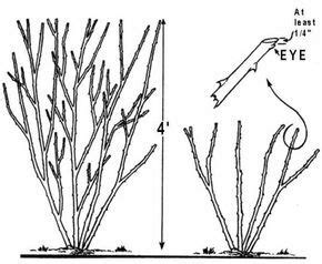 Deadheading Roses Diagram Wiring Diagram Pictures