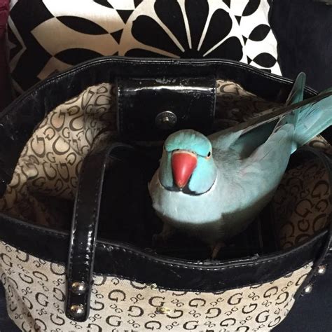 Anna Ritchie Youtube