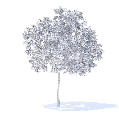 Plum Tree 32m 3d Model Download Black Friday Sale On