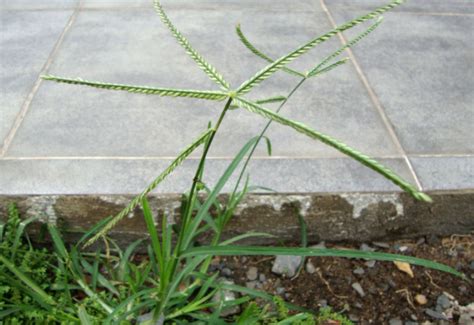 Eleusine Indica Indian Goosegrass Insightweeds