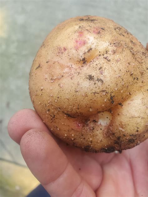 Are These Spots On My Potatoes Normal Rgardening