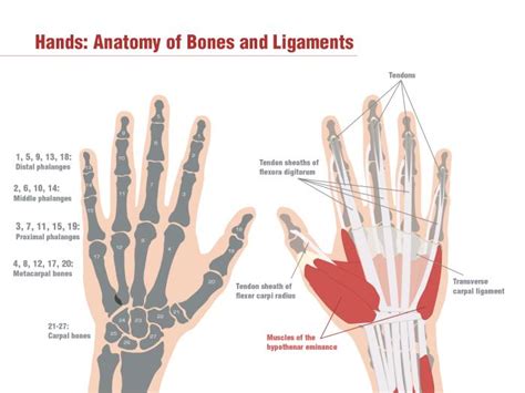 Parts Of The Palm Anatomy At Patrice Hassinger Blog