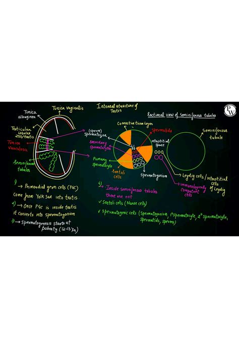 Solution Spermatogenesis And Structure Of Sperm Studypool