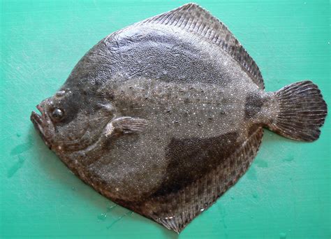 Wcs Turbot