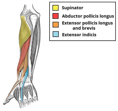 Extensor Pollicis Brevis Wikism Sports Medicine Wiki