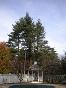 Hot Weather Tree Care Tips Green Trees Arborcare Inc Hot Weather Tree Care Tips Green Trees Arborcare Inc