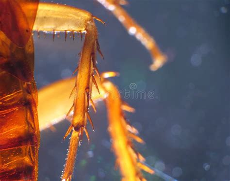 Close Up Of Cockroach Stock Image Image Of Disease 151948955