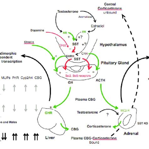 Growth As The Sum Of Four Growth Functions Quadratic Q Exponential
