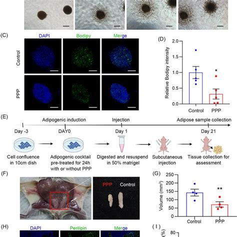 Picropodophyllin Ppp Attenuates Adipogenesis In 3d Cell Culture Model