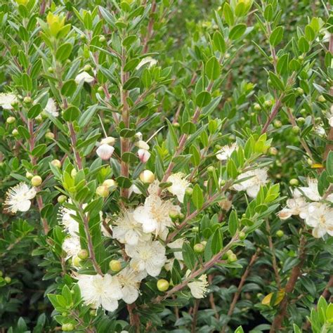 Myrtus Communis Tarentina Myrte Commun
