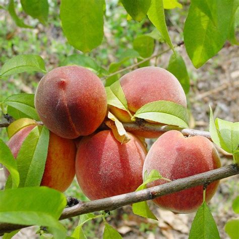 Loring Peach Tree From Stark Bros Peach Trees Fruit Trees Trees To