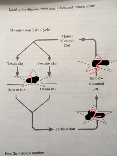 Genetic Diversity Flashcards Quizlet