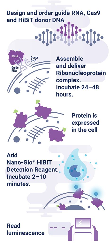 New Promega Hibit Protein Tagging System Easily Combines With Crispr