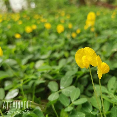 Peanut Plant Ground Cover