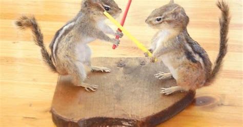 Chipmunk Light Saber Tribute Drunk Ebay Purchase I Just Made Starwars