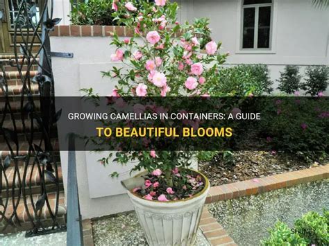 Growing Camellias In Containers Care Tips And Best Practices Shuncy