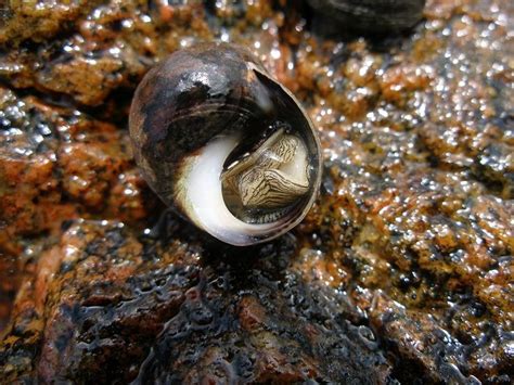 Common Periwinkle Snail Sea Snail Snail Periwinkle