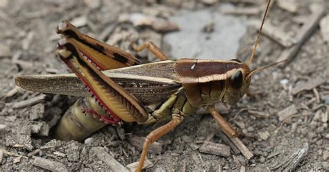 Thoughts And Things Grasshopper Laying Eggs