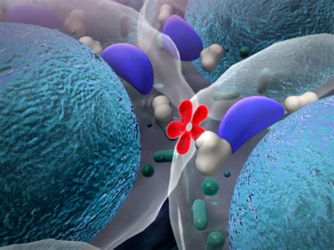 Methods To Study Cell Cell Communication From Single Cell Sequencing Data