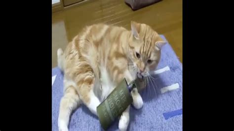 Cat Explodes Youtube