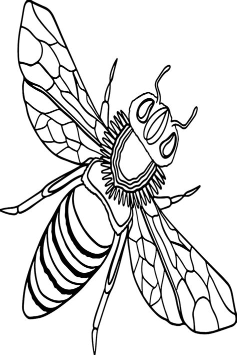 20 Wasp Coloring Pages Free Printable Pdf And Online Coloring