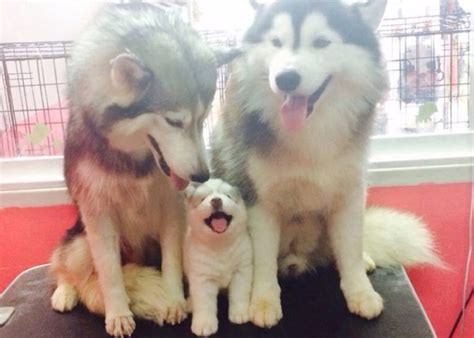 16 Perros Más Gloriosos Con Los Cachorros Más Lindos Pictolic