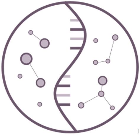 Florian Muller Rna2seg A Generalist Model For Cell Segmentation In