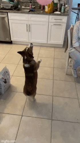 Corgi Dancing S Tenor