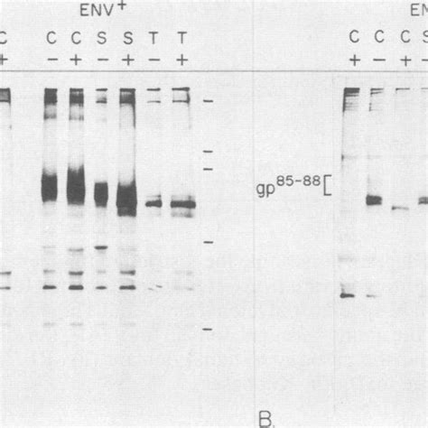 Analysis Of Extent Of Glycosylation By Using Inhibitors Of N Linked