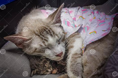 Mother Cat With Mastitis Cradling Newborn Kitten Stock Image Image Of