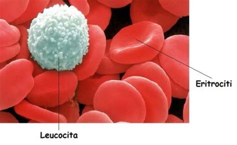 Eritrociti