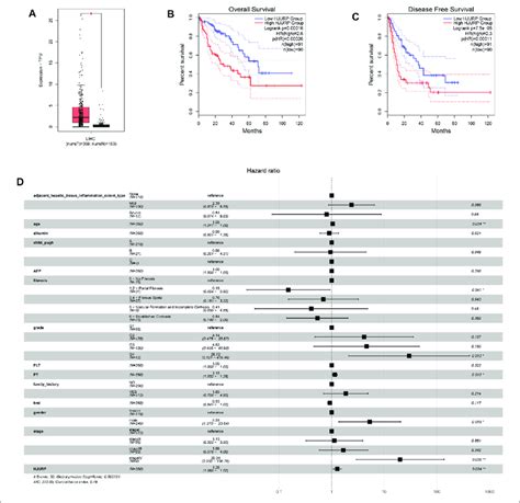 Expression Analysis Based On The Gepia2 Database And Prognosis