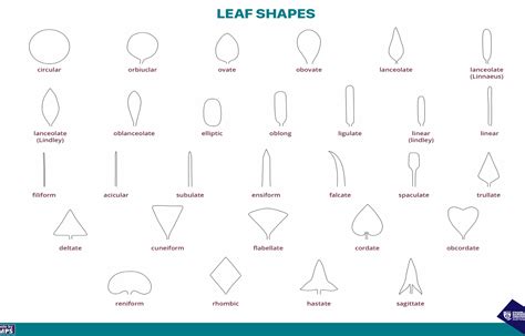 Leaf Shapes Recognise Plants