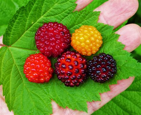 Colour Range Of Ripe Salmonberries Rubus Spectabilis Berry Plants
