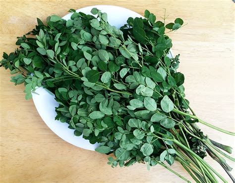 Malunggay Plant Can Solve Almost 300 Health Issues
