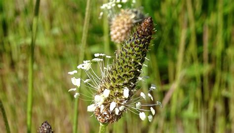 Col·liris De Plantage Calendari ErmitÀ