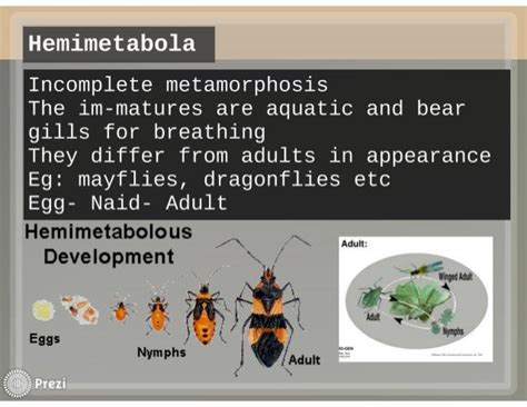 Classification Of Insect Pest