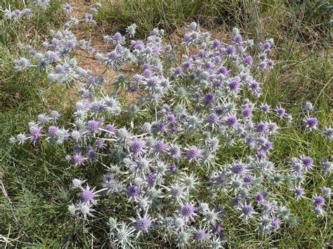 Range Plant Of The Week Spreading Eryngo Eryngium Diffusum Can Be A